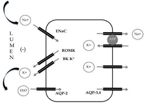 Hydrogen Potassium Pump
