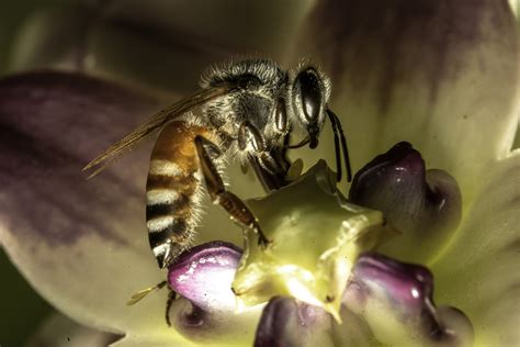 Bee Honey Bees Free Photo On Pixabay Pixabay