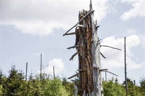 Dead Tree As Symbol For Environment Protection Stock Image Image Of Broken Dead