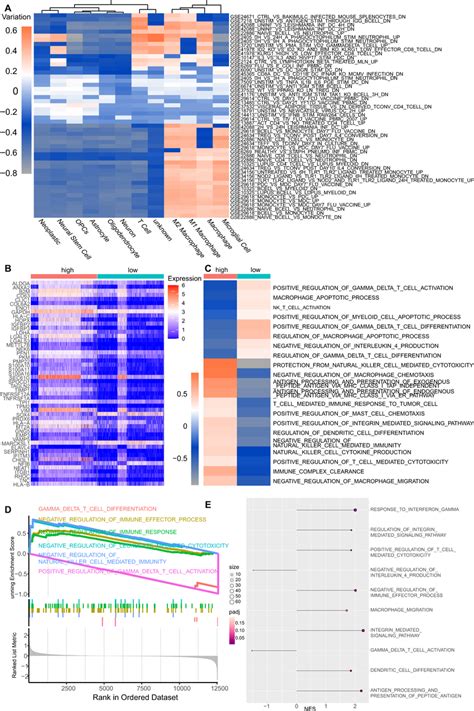Functional Analyses In Single Cell Datasets A Gsva Analysis Of Immune