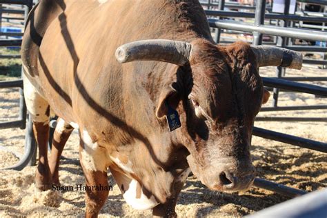 Pbr Bulls