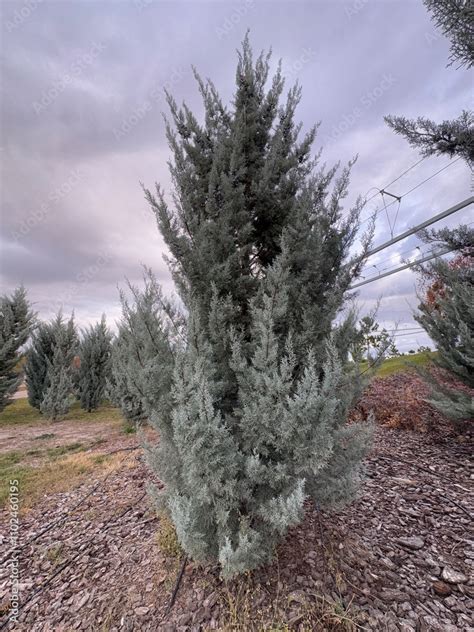 Hesperocyparis Arizonica Tree With Dramatic Sky Behind Cones On Branches Of A Blue Arizona