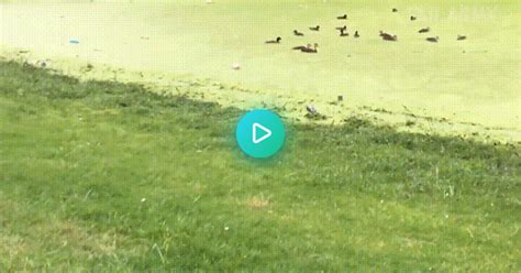 Running Running Running  On Imgur