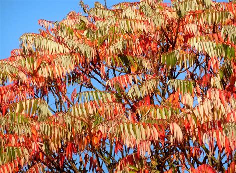 Sumac Tree Firewood At Albert Jarman Blog
