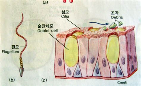 상피 조직의 종류