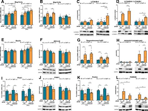 Effect Of Mir 21 Genetic Ablation In Autophagic Response Following Apap Download Scientific