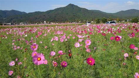 🐱飯盛山🌸やよいの風公園のコスモスウォーキング 2023 10 17 そら🎵さんのウォーキングの活動データ Yamap ヤマップ