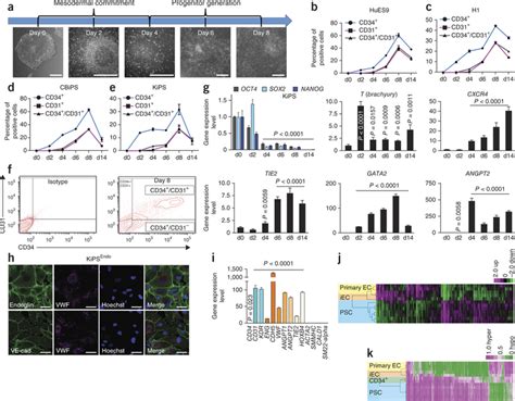 Differentiation Of Hpscs Into Mesodermal Progenitor And Endothelial Download Scientific Diagram