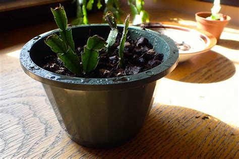 How To Propagate Christmas Cactus From Cuttings Gardeners Path