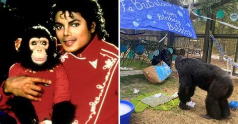 Michael Jacksons Pet Chimp Bubbles Celebrates 40th Birthday Viral News