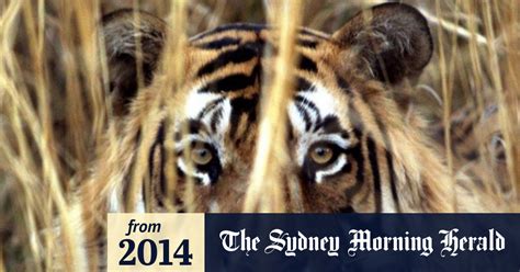 Man Eating Tigress Claims 10th Victim