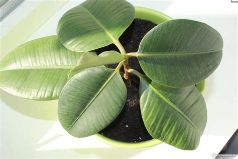 Фикус с большими листьями 62 фото