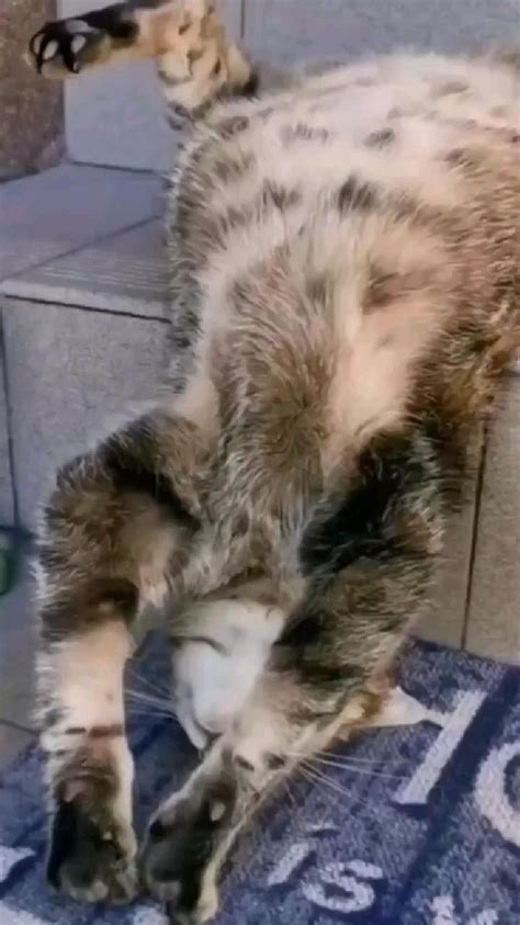 Pin di Юлия Примова su Котяшки | Immagini divertenti di animali ...