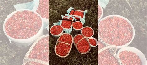 Брусника свежая купить в Твери Товары для дома и дачи Авито