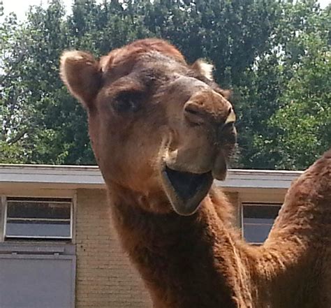 Hump Day Album On Imgur