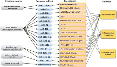 Cellular Origins Types Mechanisms And Functions Of Exosome Loaded