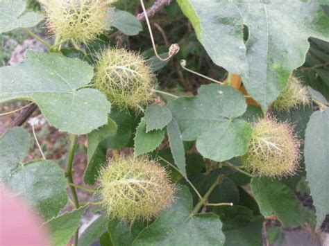 Perubatan Tradisional Khasiat Pokok Letup Letup