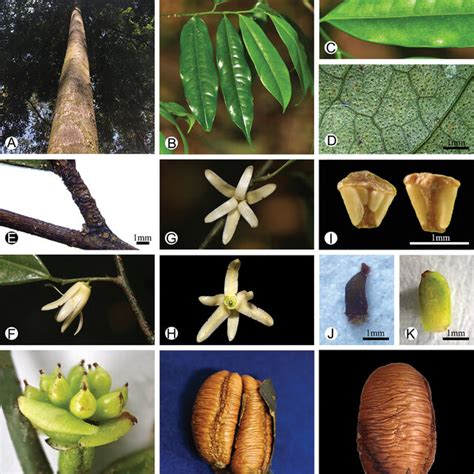 Morphology Of Polyalthiopsis Verrucipes Comb Nov A Trunk Showing