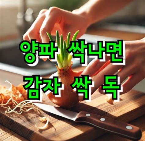 양파 싹나면 감자 싹 독 먹어도 될까 보관 방법 네이버 블로그