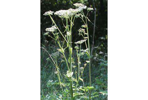 Skudutis Visuotinė Lietuvių Enciklopedija