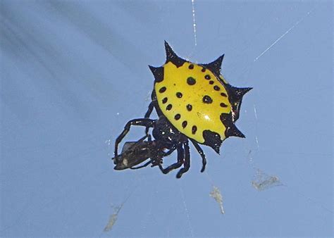 Bug Othe Week Spinybacked Orbweaver A Spider For Snowbirds