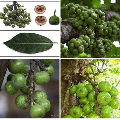 Tibig Ficus Nota Sacking Tree Herbal Medicine Philippine 47 Off