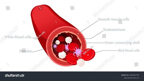 Vector Image Artery Composition Artery Blood Stock Vector Royalty Free