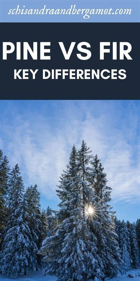Pine Vs Fir Key Differences Every Nature Lover Should Know