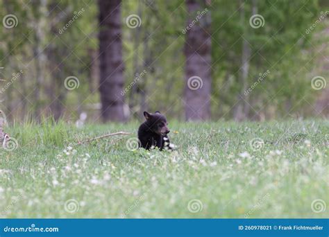 Oso Negro Americano Ursus Americanus Kanada Imagen De Archivo Imagen