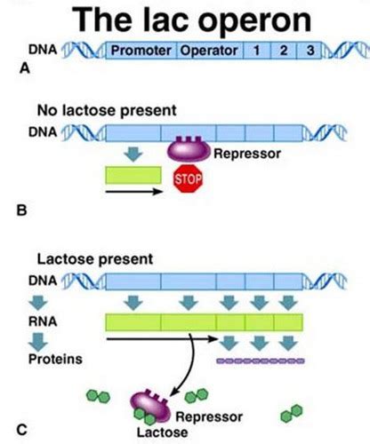 Chapter 18 Regulation Of Gene Expression Flashcards Quizlet