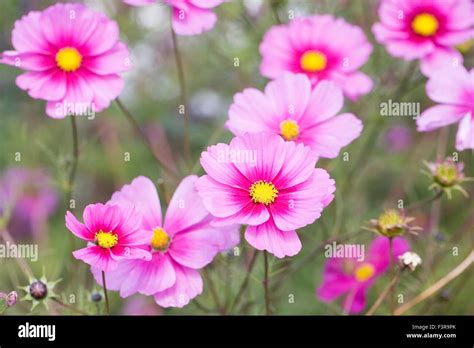 Cosmos Bipinnatus Flowers Stock Photo Alamy