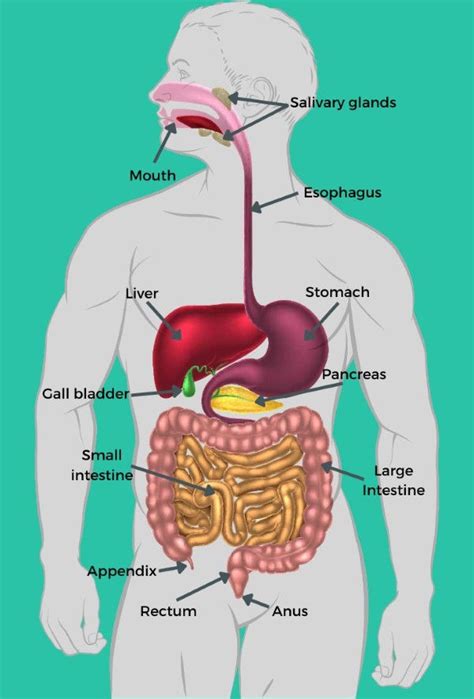 A Comprehensive Guide To The Digestive System