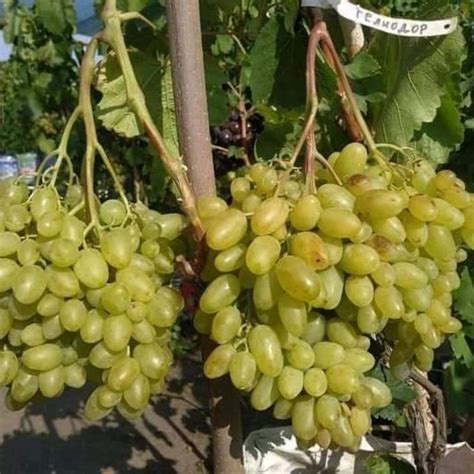 Jual Bibit Anggur Import Heliodor Grafting Valid Murah Shopee Indonesia