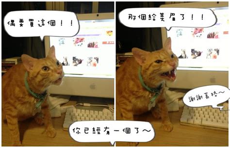【貓咪10種叫聲解析】搞懂貓咪到底在喵什麼 墨汁麻毛很多