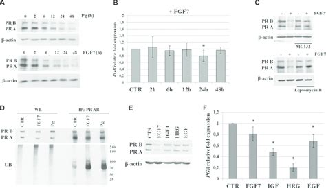 Fgf7fgfr2 Promotes Pr Degradation Via Proteasome Complex A Various