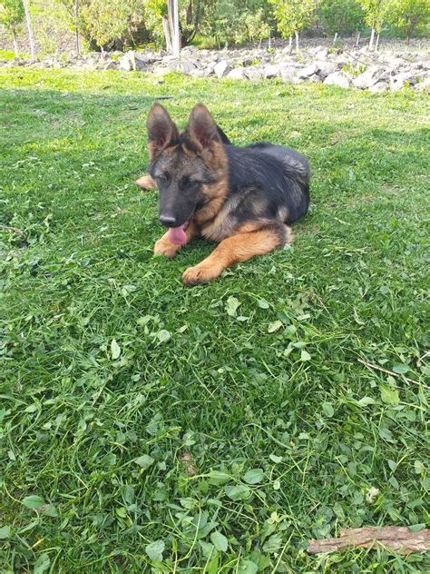 Pui Ciobanesc German Craiova • Olx Ro