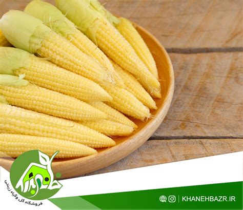 بذر بیبی ذرت یا ذرت کوچک خانه بذر فروشگاه بذر وارداتی گل و گیاه زینتی 1404
