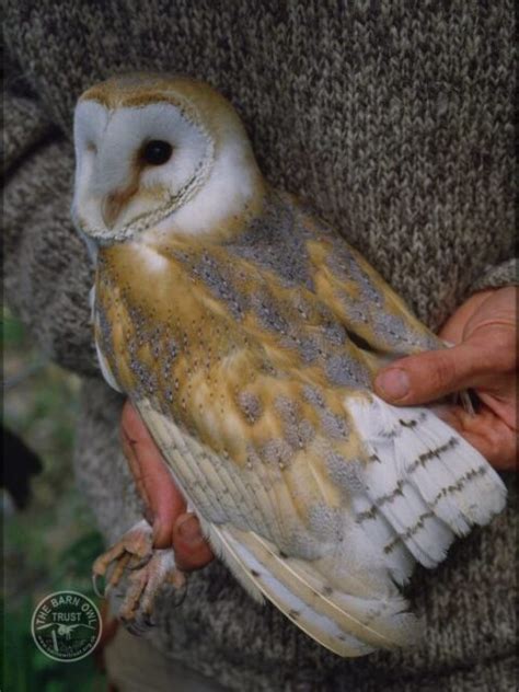 Sexing Barn Owls The Barn Owl Trust