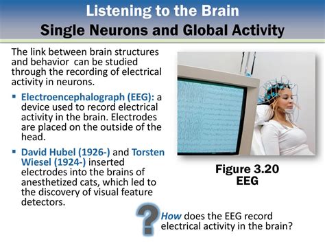 Neuroscience And Behavior Ppt Download
