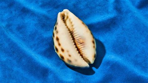 Bacterial Vaginosis Vs Yeast Infection Differences And Similarities