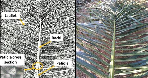 Oil Palm Leafand Leaflets Download Scientific Diagram