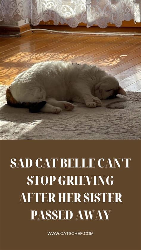 Sad Cat Belle Cant Stop Grieving After Her Sister Passed Away
