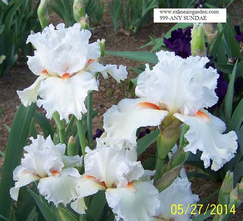 Any Sundae Tall Bearded Iris Tb Exline Iris Garden