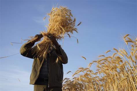 Wheat Pathogen Surveillance System Set To Expand Through New Investment