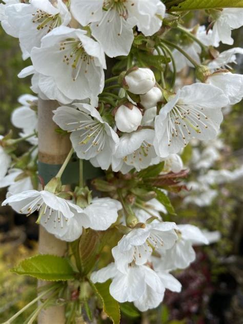 9a7e7af5 90b8 48f9 A609 B9aa200807c8 74802 00000d0dcded3054 File