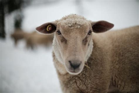 Plant Poisoning In Sheep Helping Farmers In Scotland Farm Advisory Service