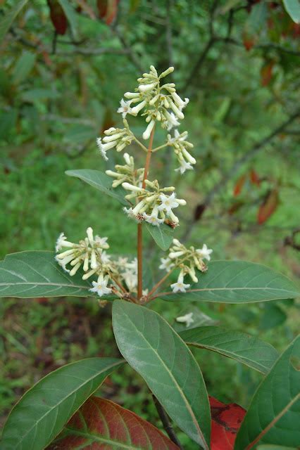 West Bengal Tour And Travel Mungpoo The Land Of Cinchona
