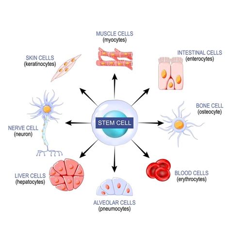 Celula Del Tejido Muscular Miocito Más De 7 Ilustraciones Y Dibujos De