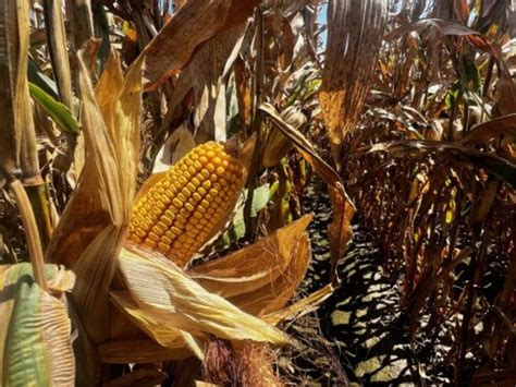 Corn And Rice Harvest Begin In Mo