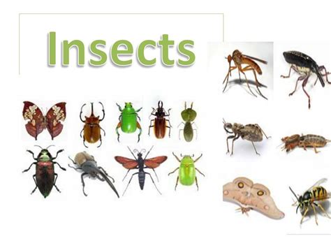 Ppt Insects Powerpoint Presentation Free Download Id1880875